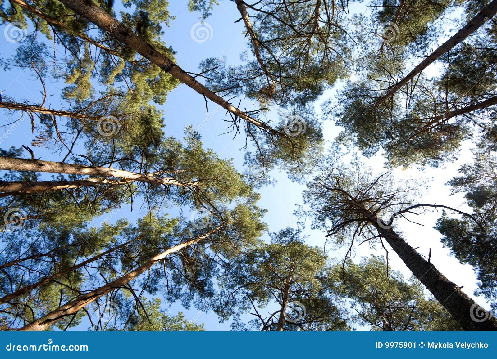 Tree crowns stock image. Image of season, branch, view - 9975901