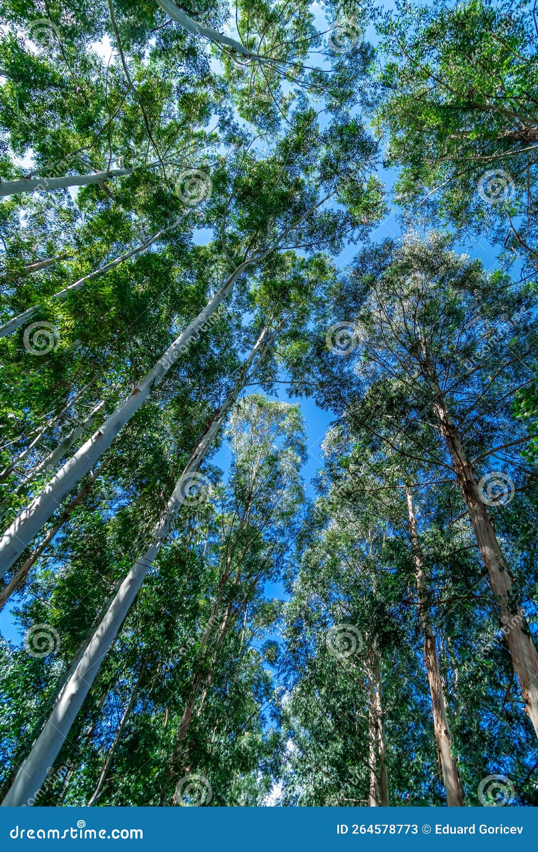 Tree crowns in the forest stock image. Image of bottom - 264578773