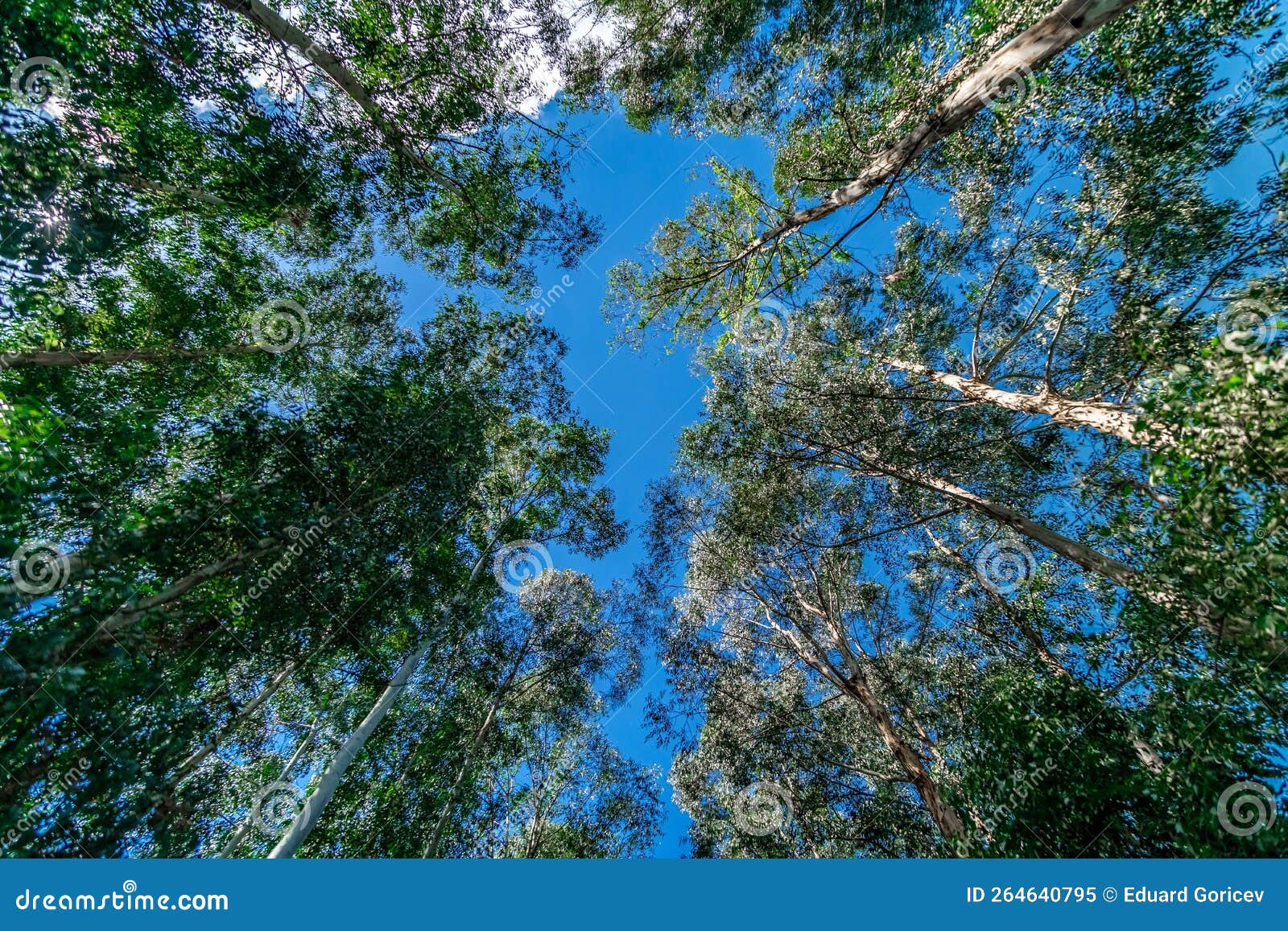 Tree crowns in the forest stock image. Image of foliage - 264640795