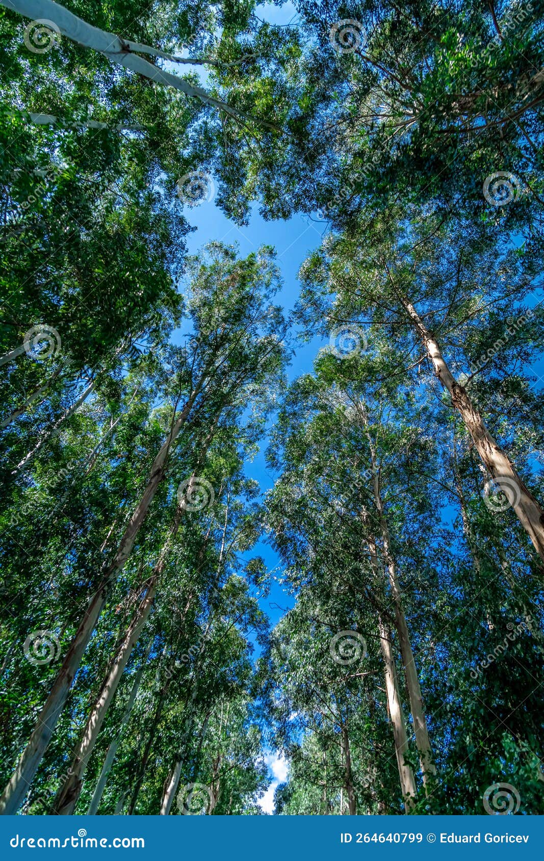 Tree crowns in the forest stock image. Image of nature - 264640799