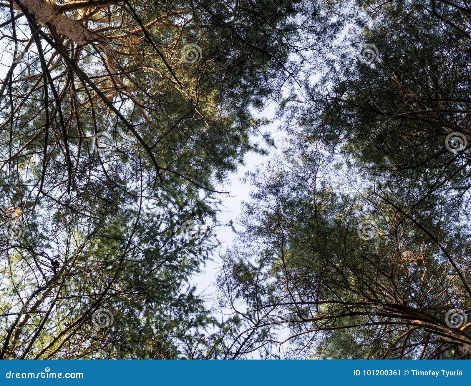 Tree Crowns in the Forest. Nature, Background. Stock Image - Image of ...