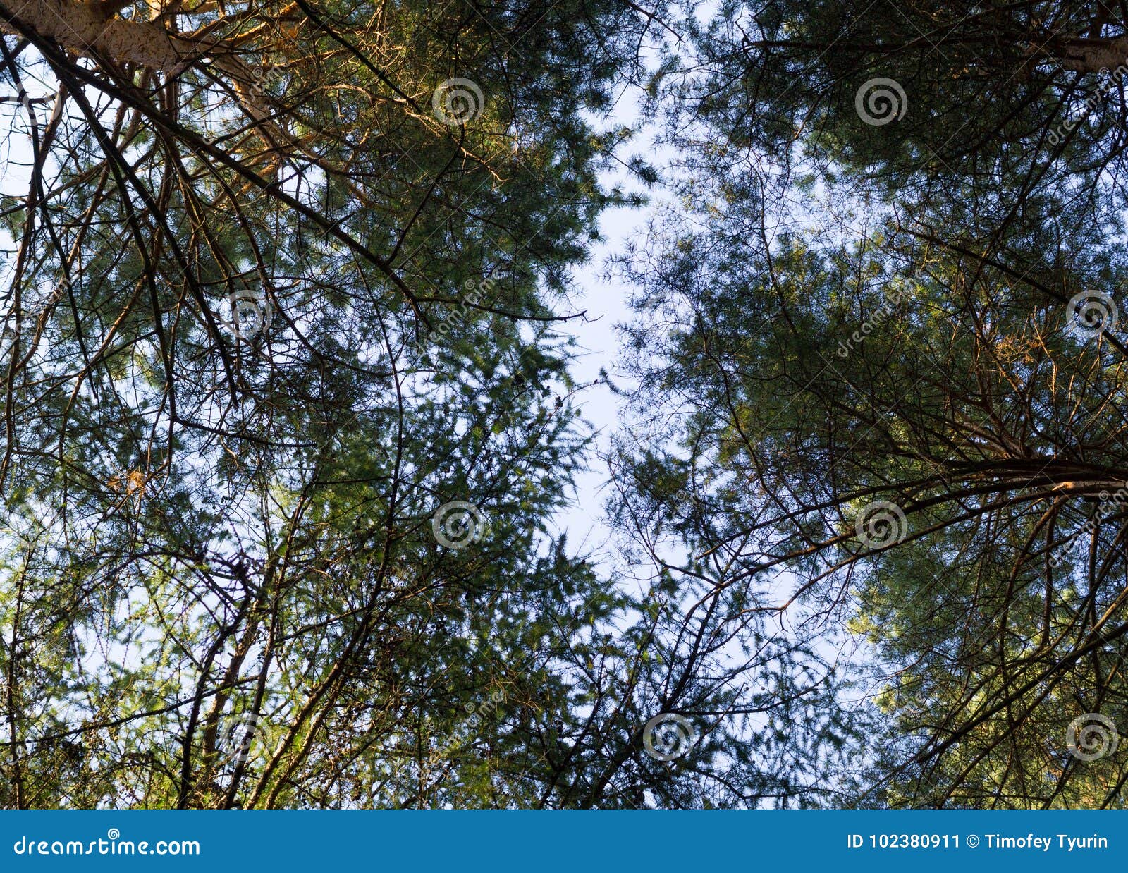 Tree Crowns in the Forest. Nature, Background. Stock Image - Image of ...