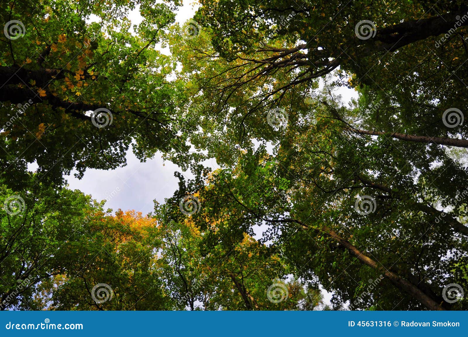 Tree crowns stock photo. Image of forest, bark, crowns - 45631316