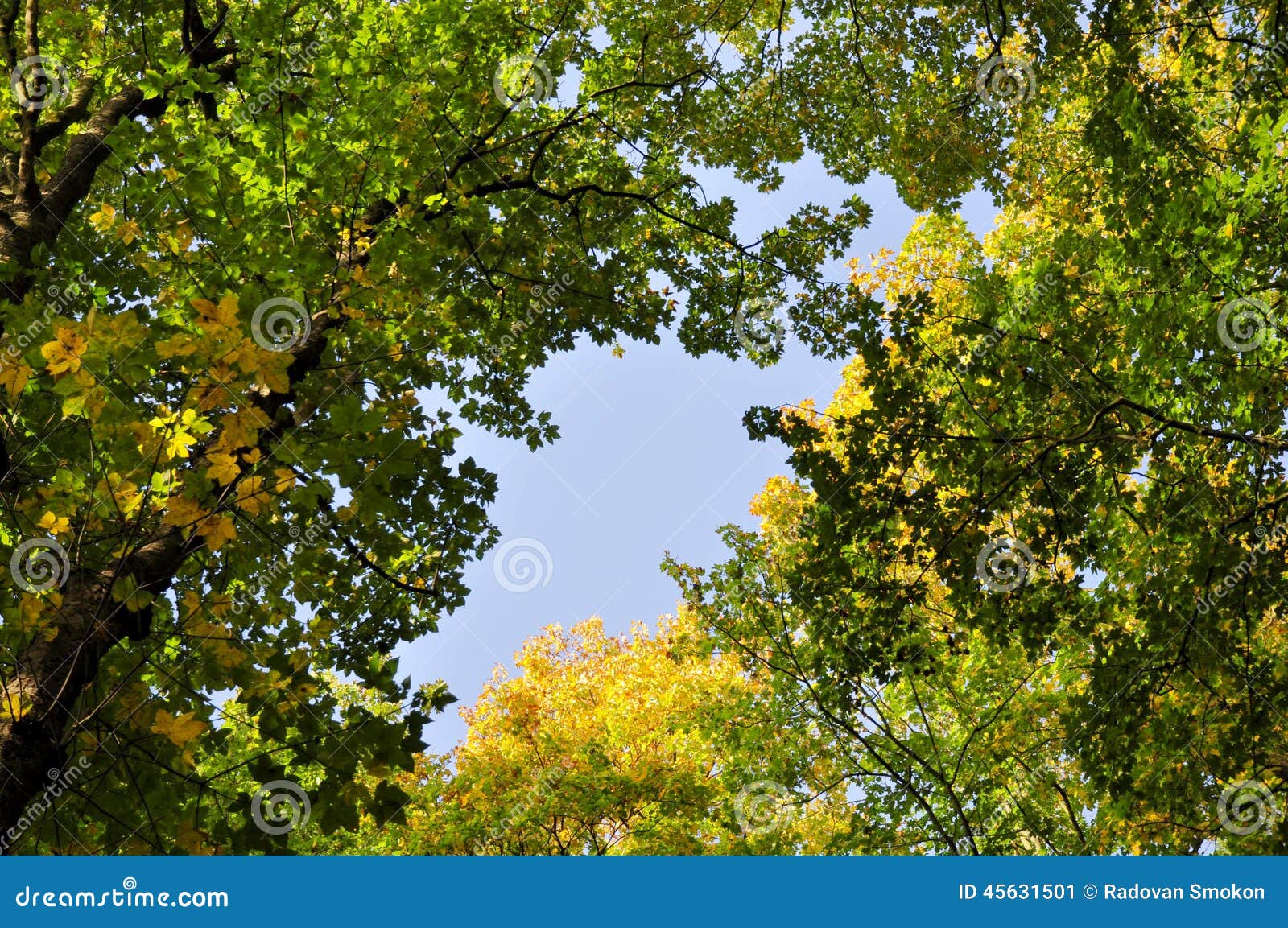 Tree crowns stock image. Image of trunk, crowns, trees - 45631501