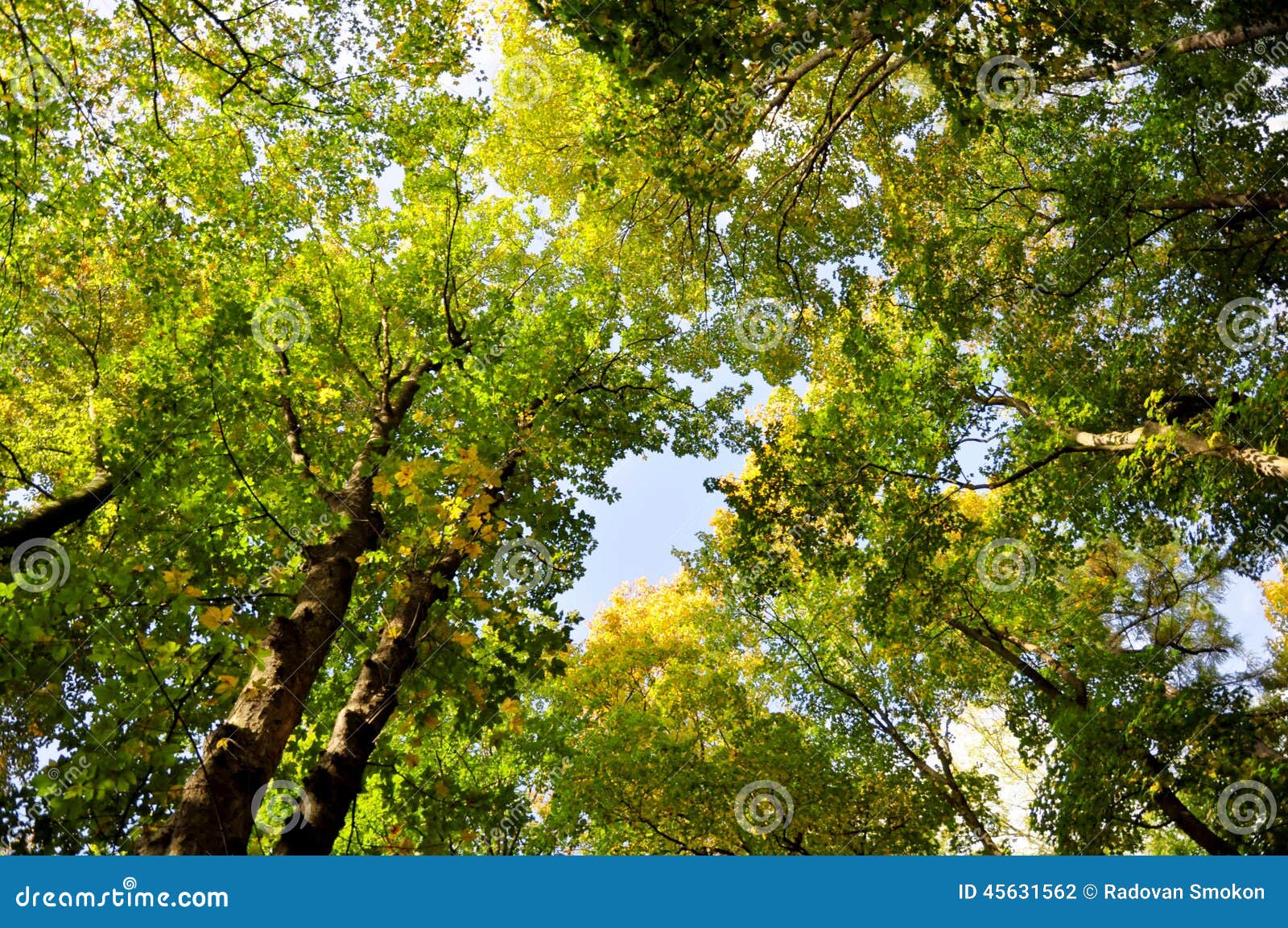 Tree crowns stock photo. Image of look, branches, tree - 45631562