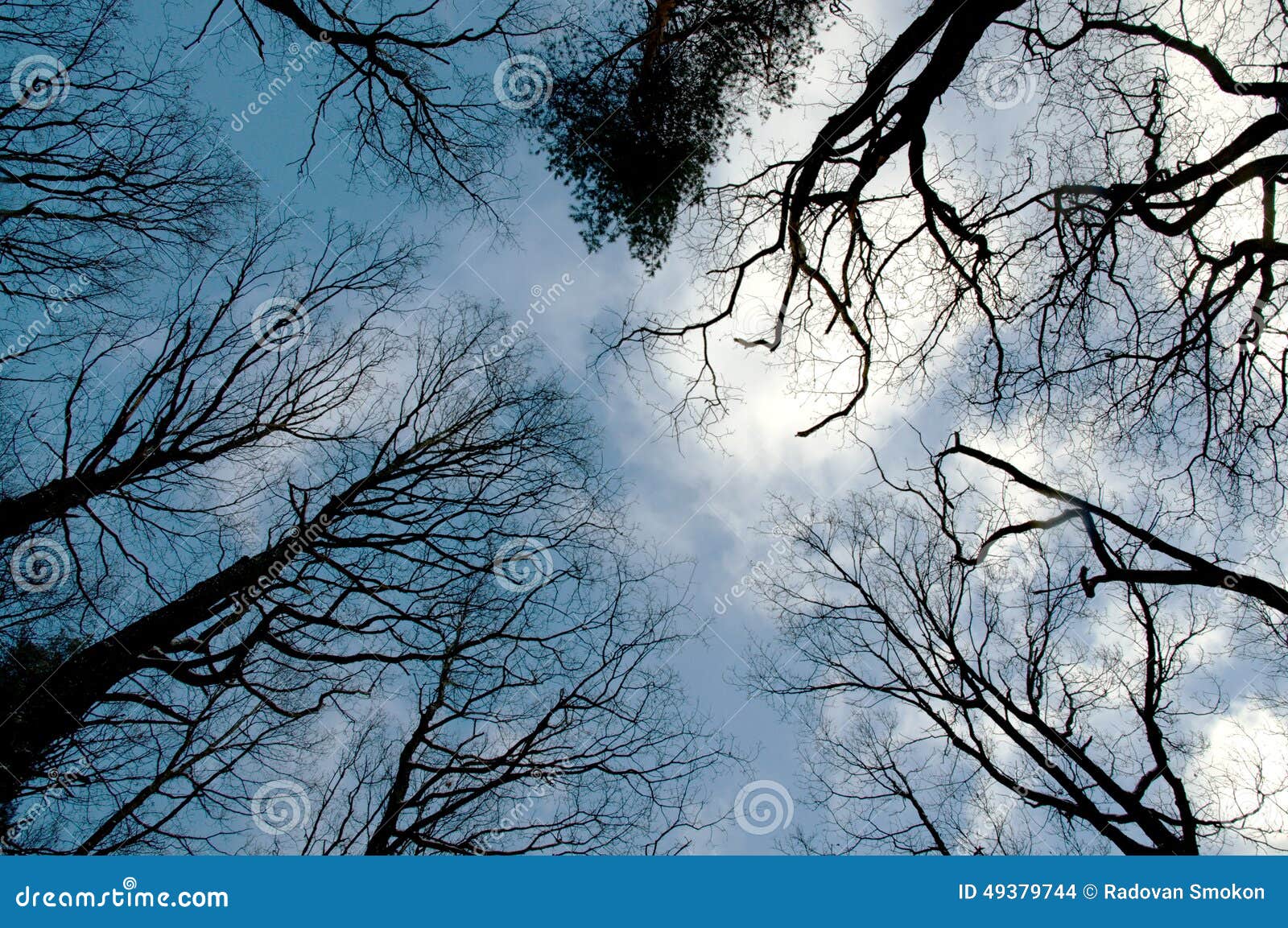 Tree crowns stock photo. Image of bare, spring, trees - 49379744