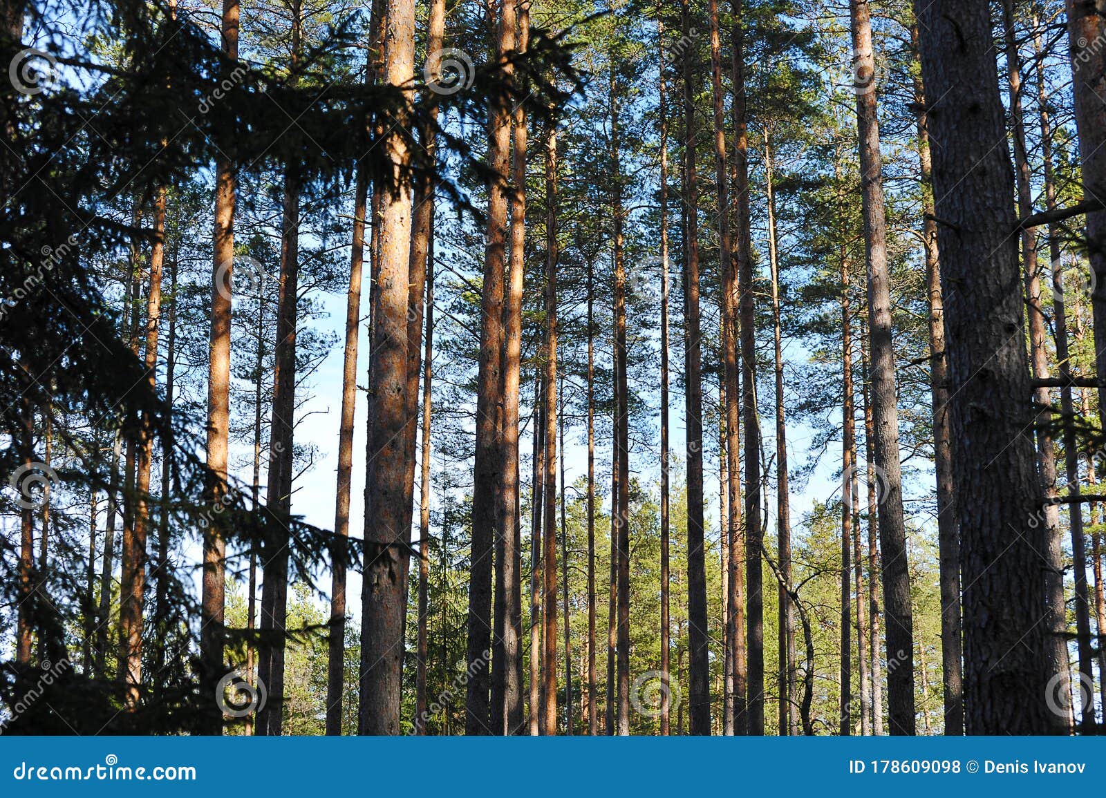 Tree Crowns in a Pine Forest - a Bright Sunny Day in the Fores Stock ...