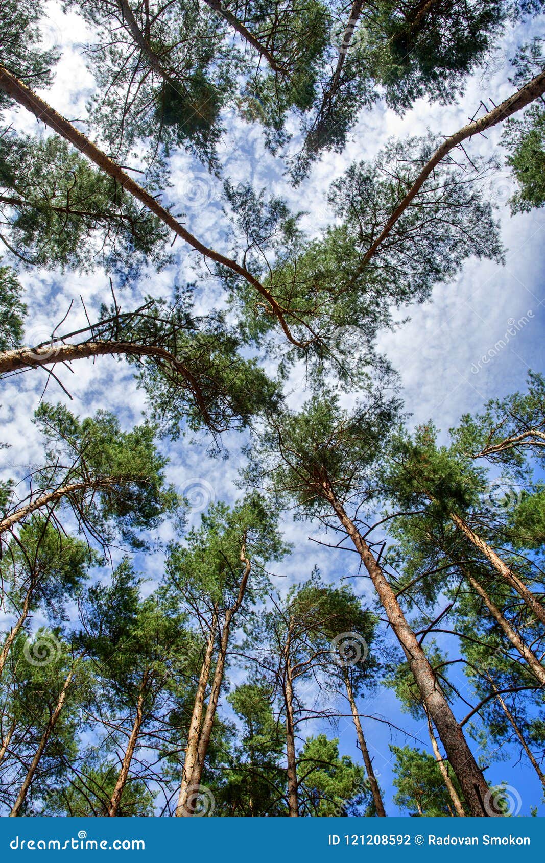 Tree crowns pines stock photo. Image of blue, bare, spring - 121208592