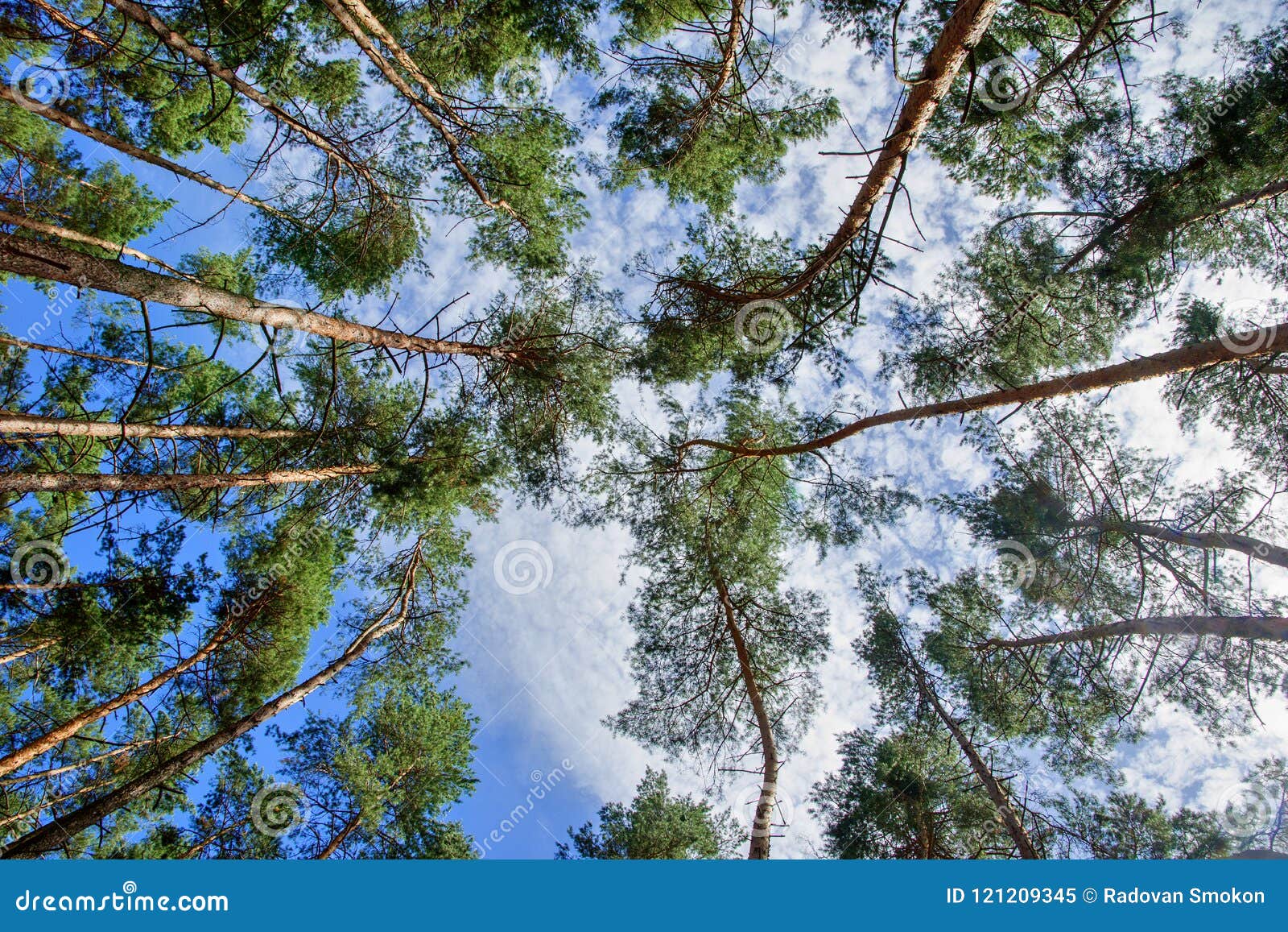 Tree crowns pines stock image. Image of trunk, tree - 121209345
