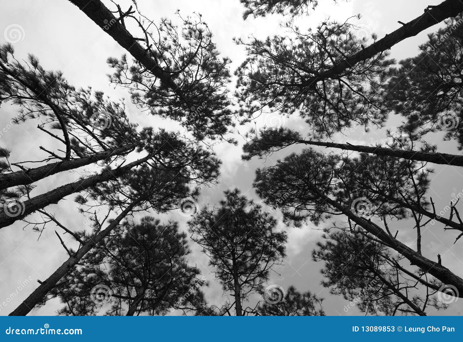 Tree crowns on sky stock image. Image of cloud, sunlight - 13089853