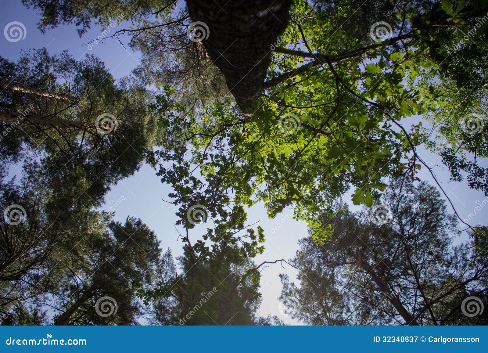 Tree crowns stock image. Image of lush, summer, tall - 32340837