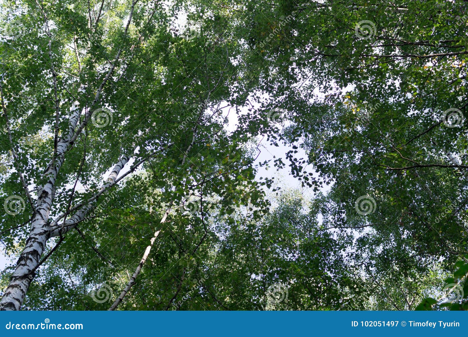 Tree Crowns in the Forest. Nature, Background. Stock Image - Image of ...