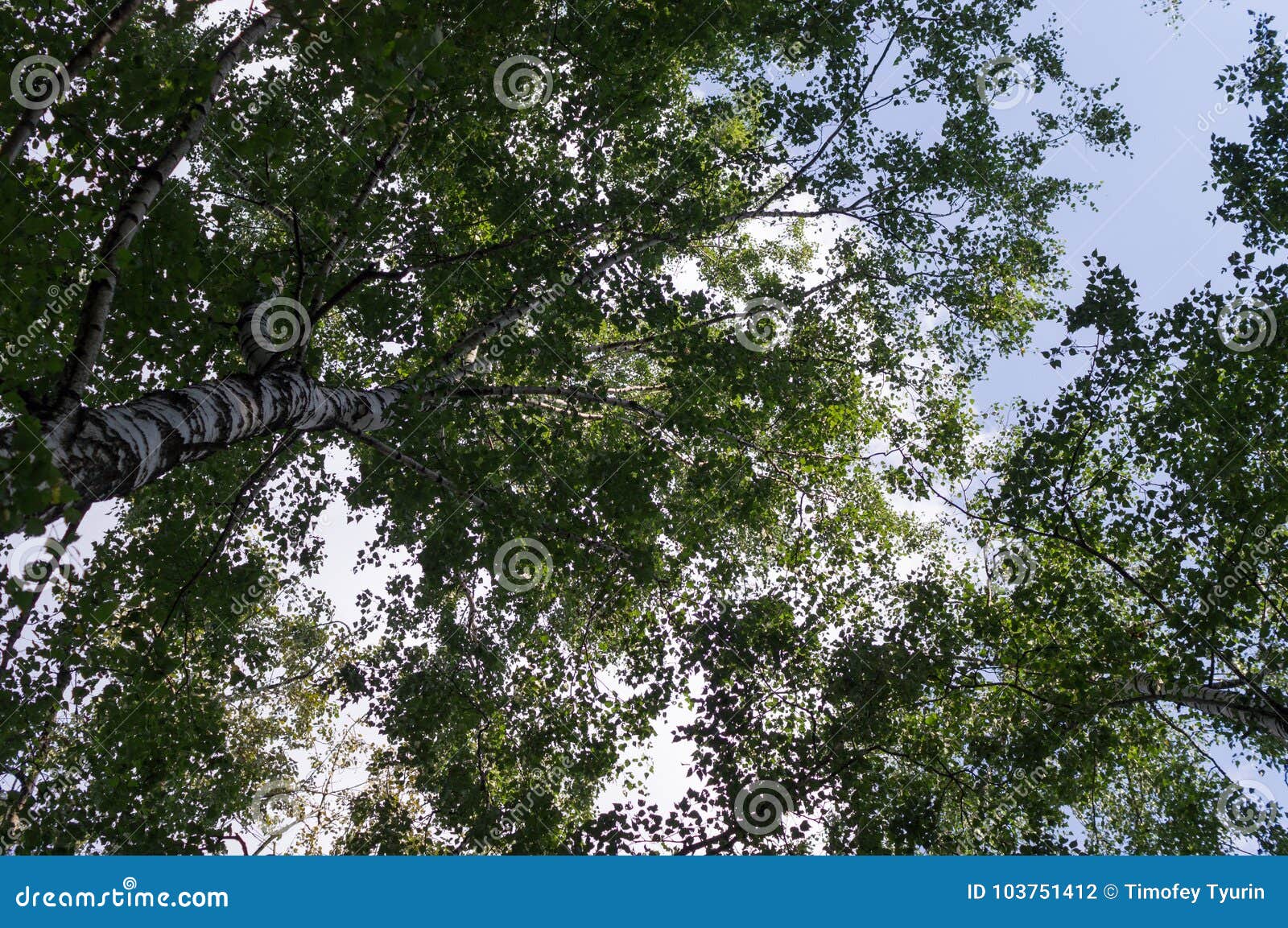 Tree Crowns in the Forest. Nature, Background. Stock Photo - Image of ...