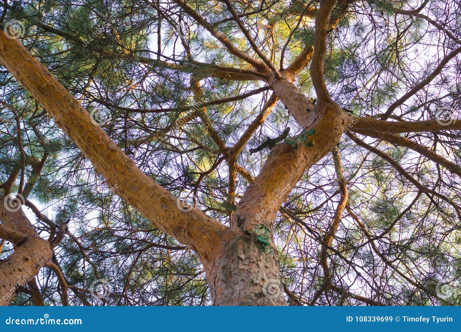 Tree Crowns in the Forest. Nature, Background. Stock Image - Image of ...