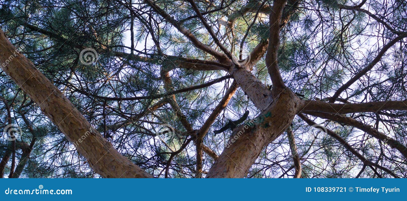 Tree Crowns in the Forest. Nature, Background. Stock Image - Image of ...