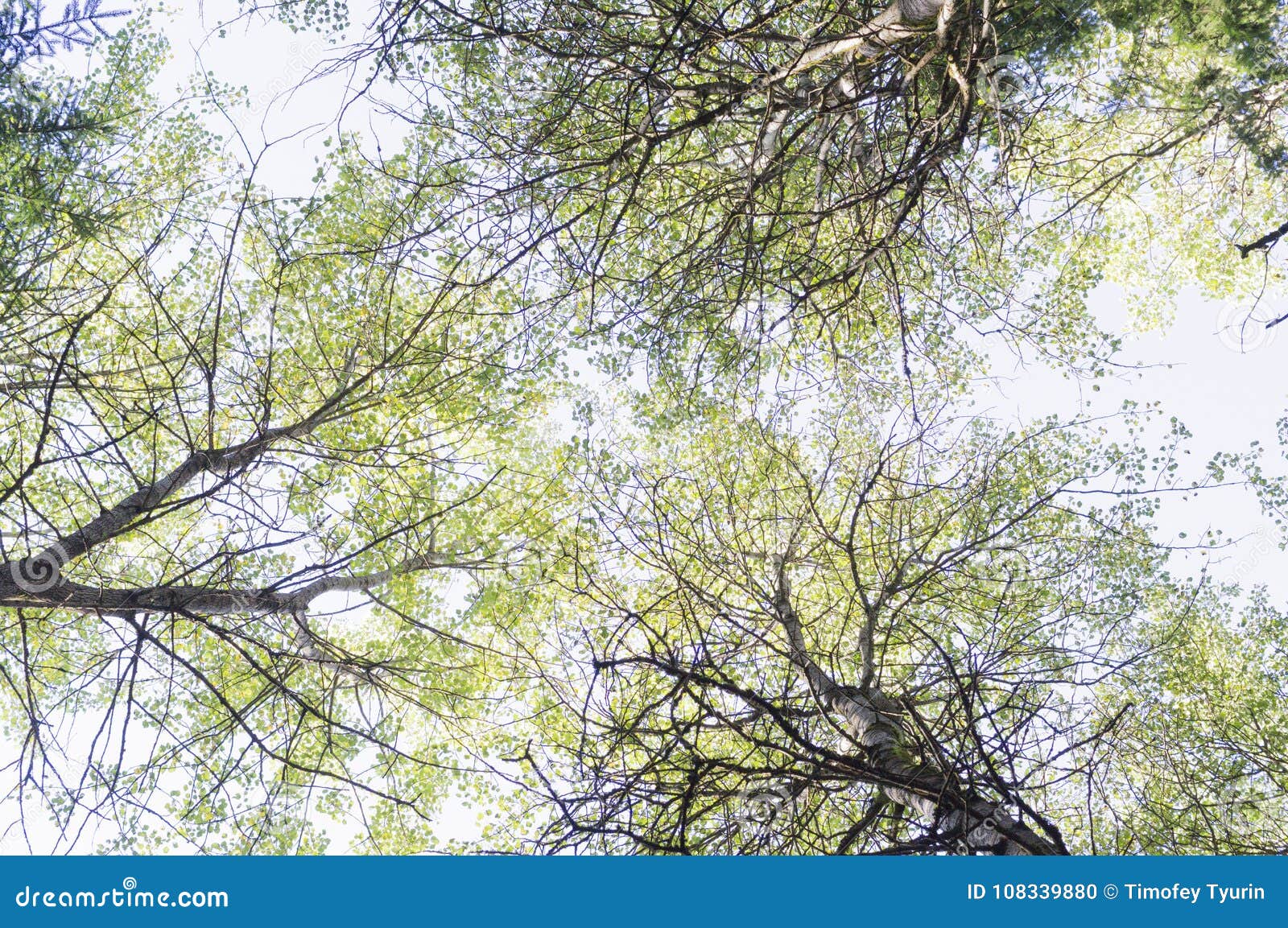 Tree Crowns in the Forest. Nature, Background. Stock Photo - Image of ...