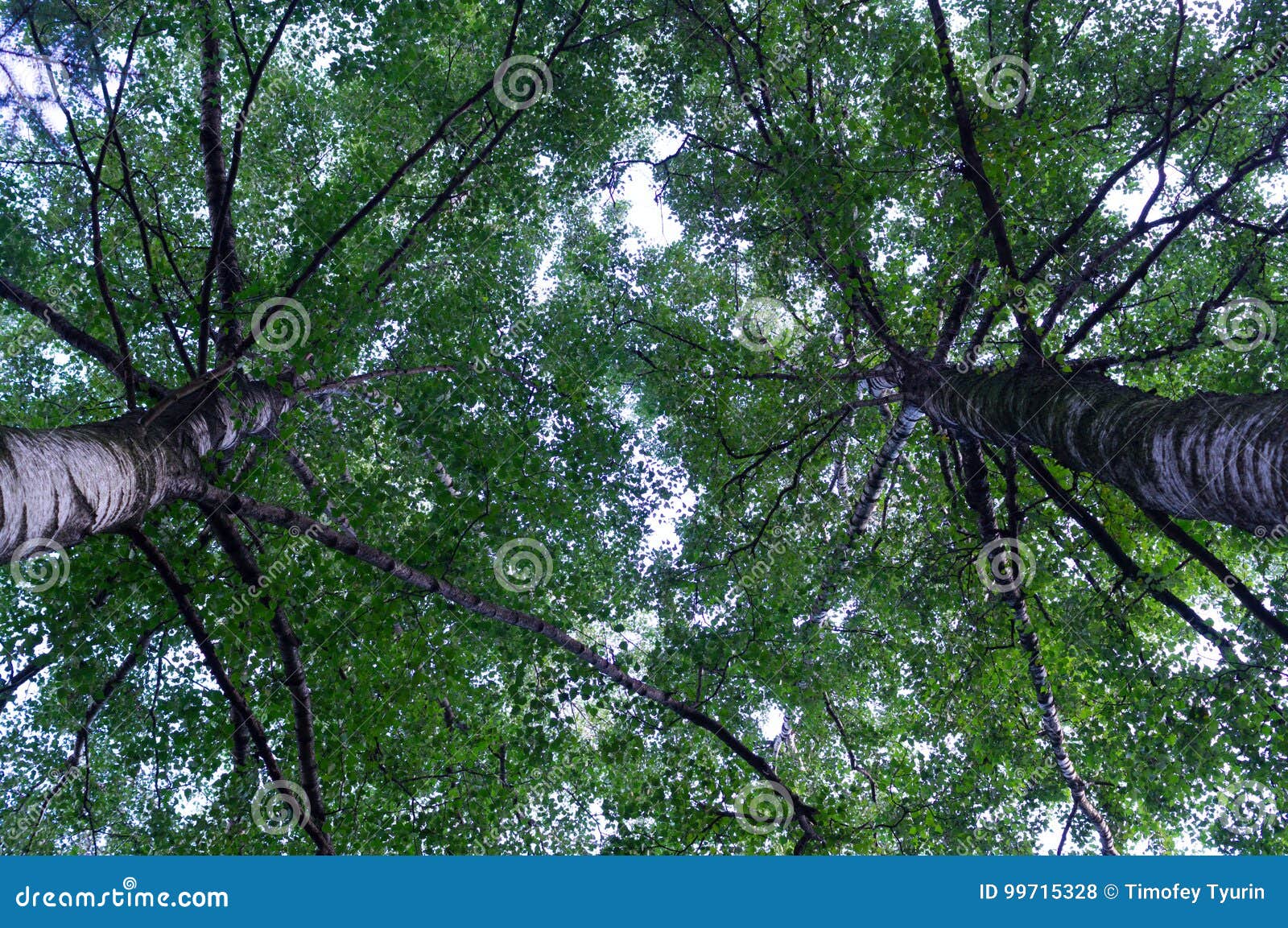 Tree Crowns in the Forest. Nature, Background. Stock Photo - Image of ...