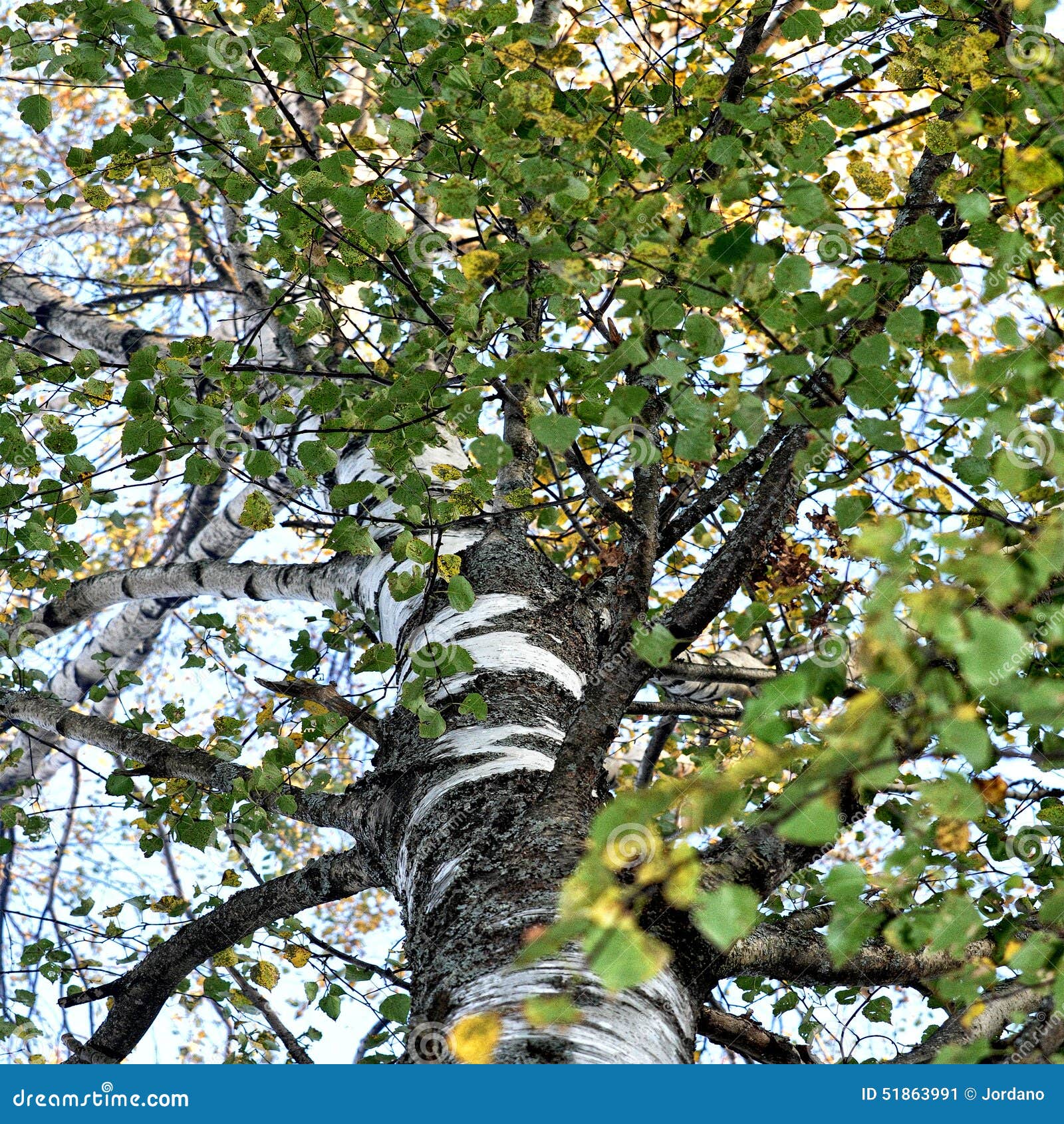 Tree Crowns on Sunlight Blue Sky Stock Image - Image of colored, crown ...