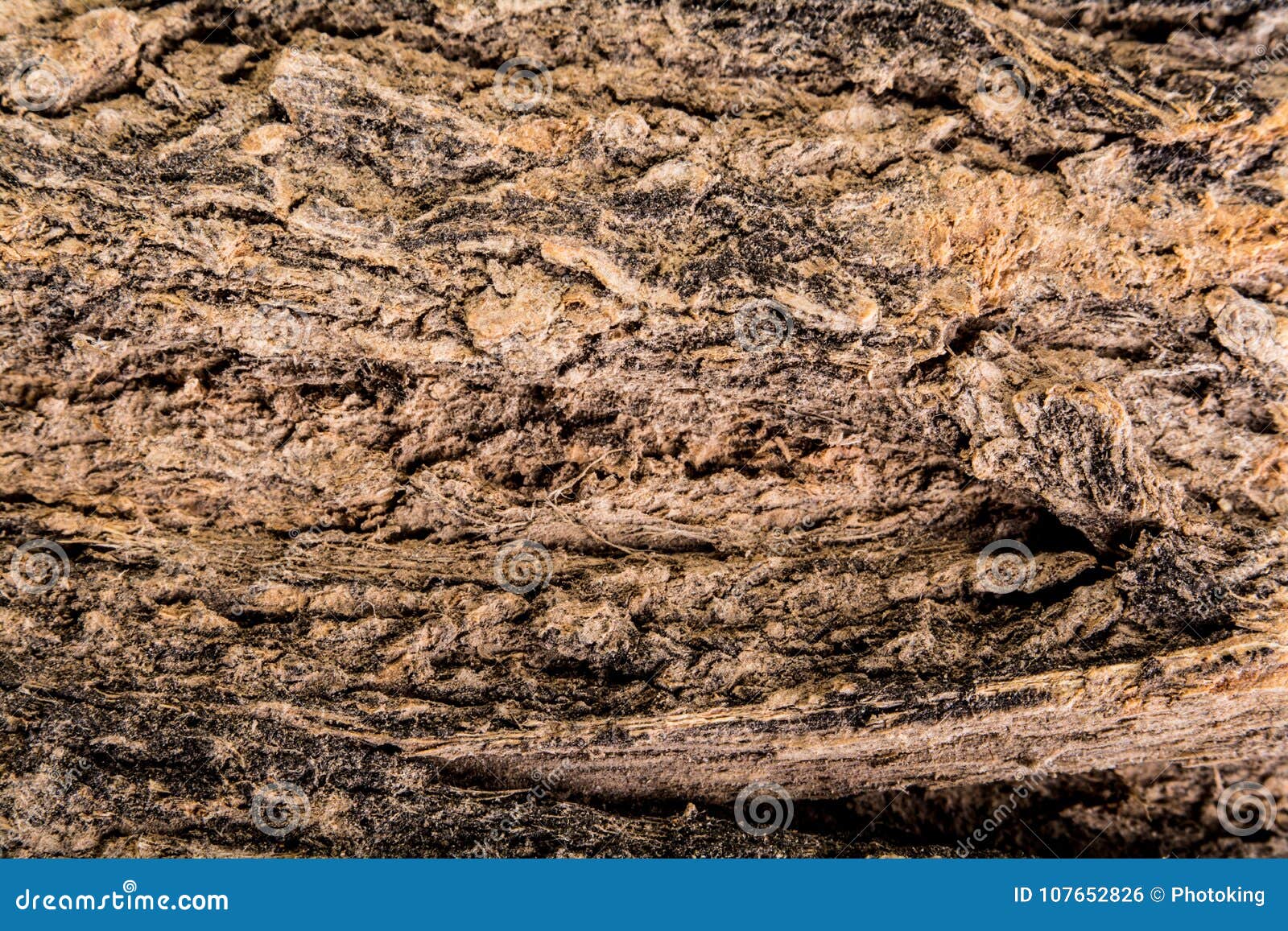 Tree crust stock photo. Image of crust, bark, blank - 107652826