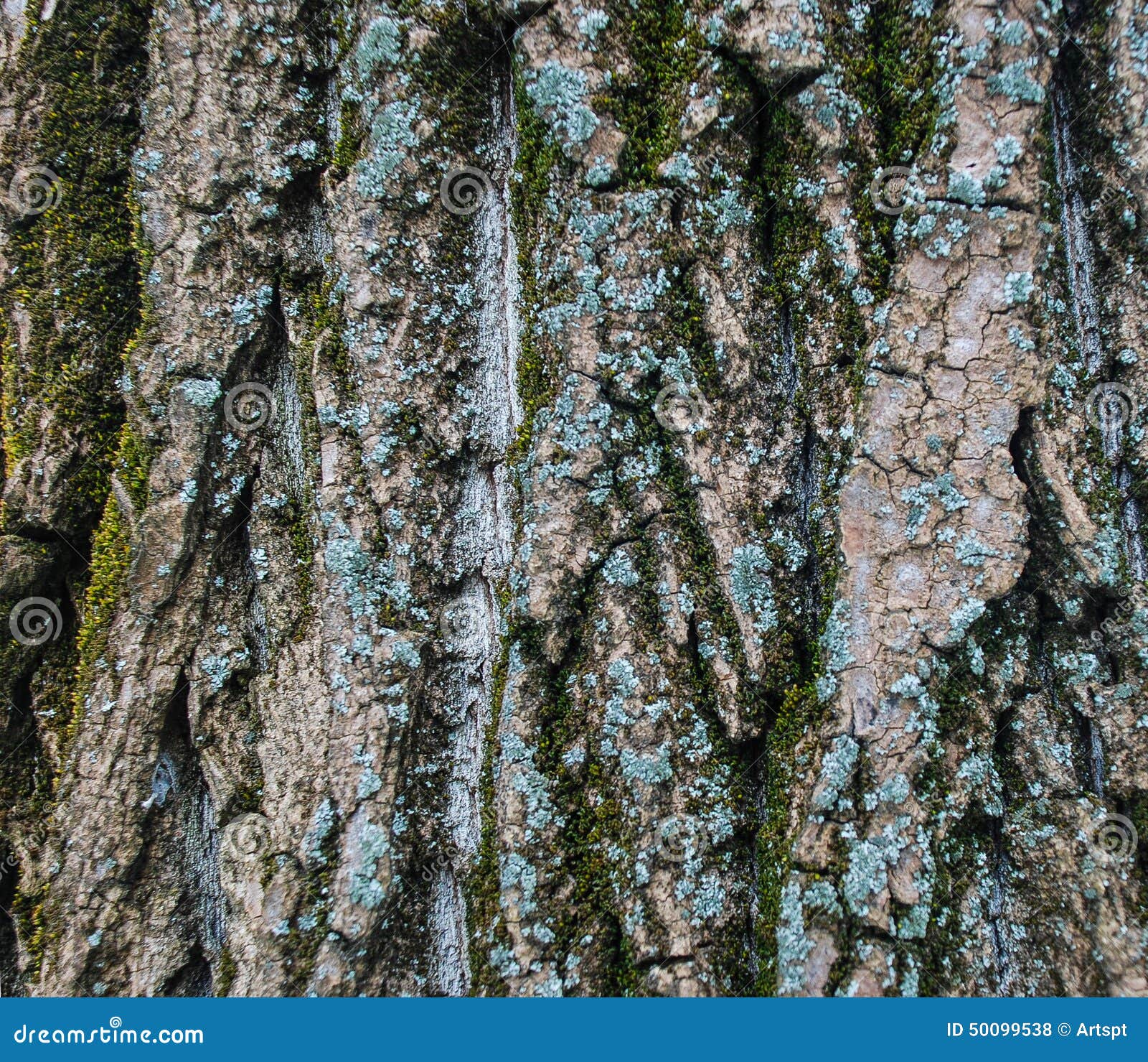 Tree Crust Texture stock photo. Image of forests, lumber - 50099538