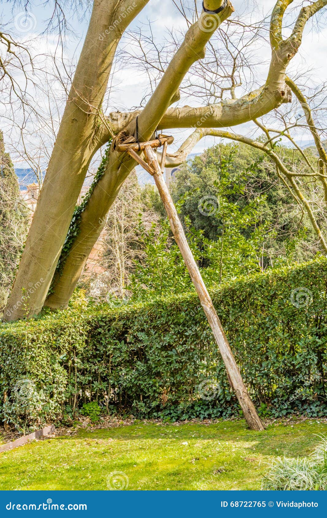 A tree on a crutch stock image. Image of crutch, nature - 68722765