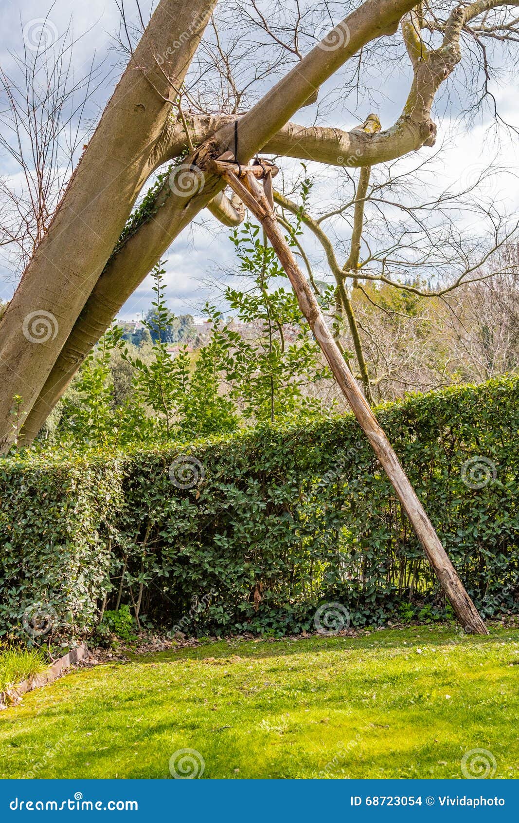 A tree on a crutch stock photo. Image of tired, nature - 68723054