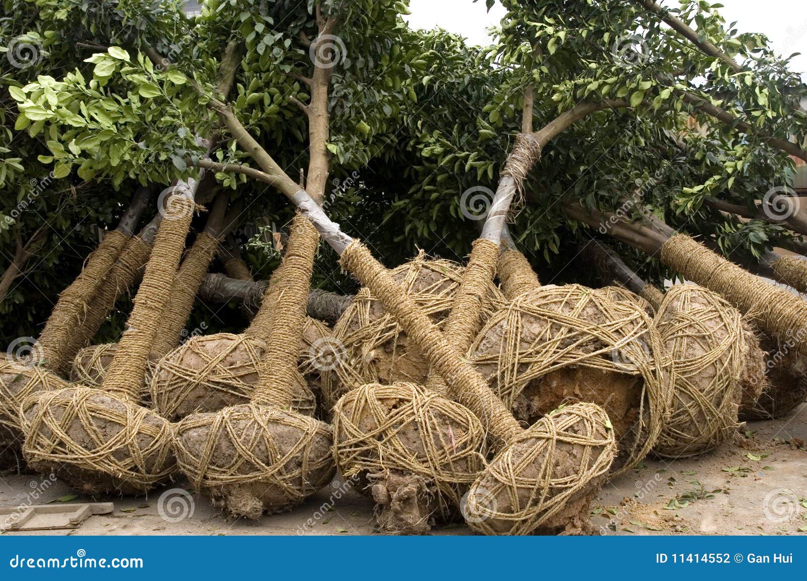 Tree for cultivation stock photo. Image of give, farmer - 11414552