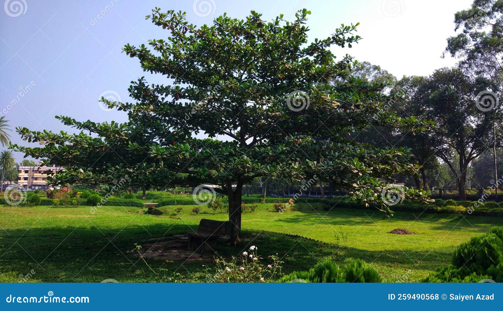 Tree at Cumilla Shalbon Bihar Stock Photo - Image of bihar, trees ...