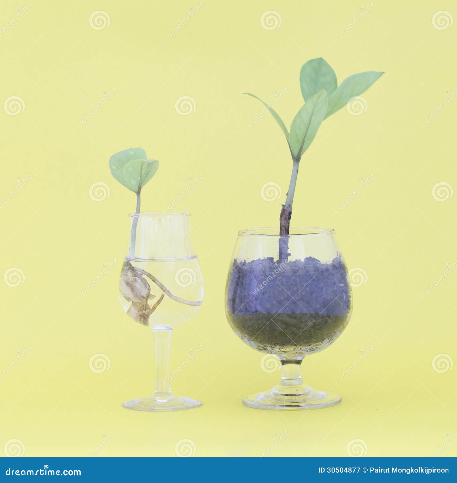 Tree in cup close-up stock image. Image of agriculture - 30504877