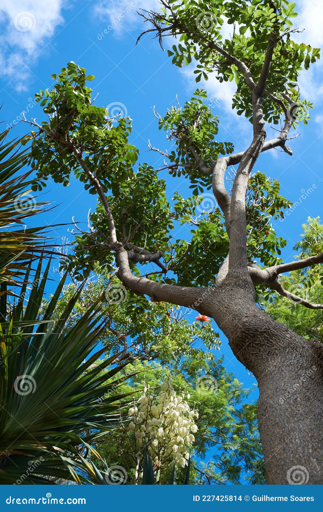 Tree Curly Branches, Diverse Vegetation, Green Foliage Stock Photo ...