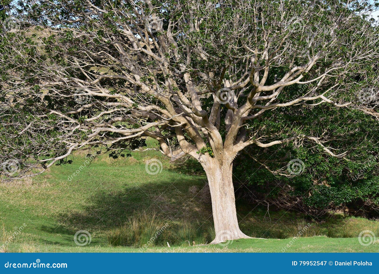 Tree with Curly Dense Branches Stock Image - Image of branches, flora ...