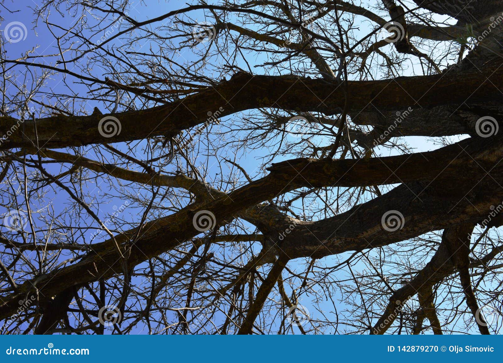Tree with curved branches stock photo. Image of color - 142879270