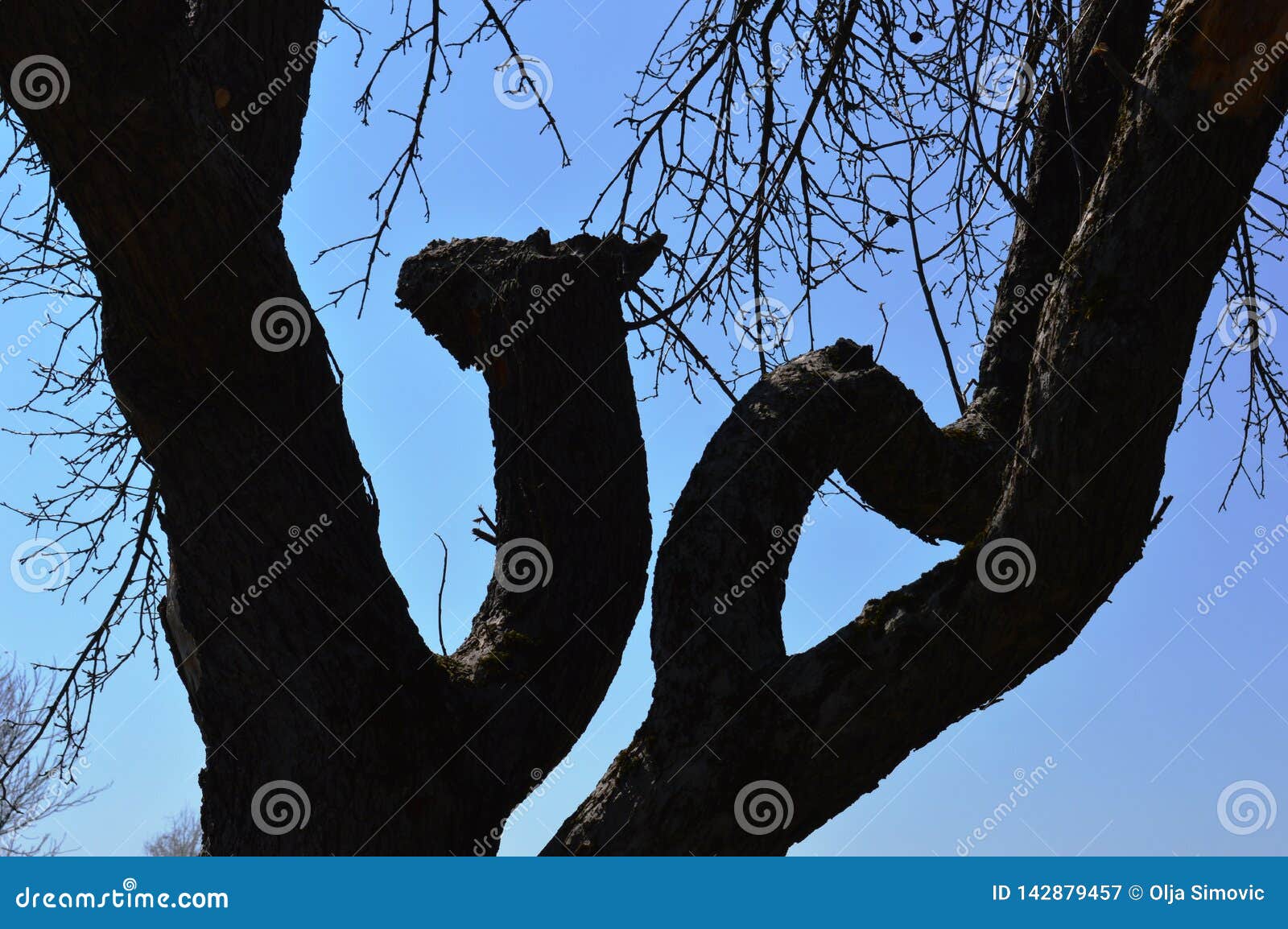 Tree with curved branches stock image. Image of curved - 142879457