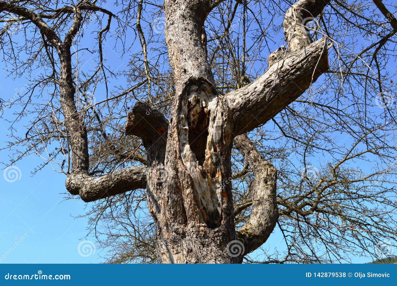 Tree with curved branches stock photo. Image of landscape - 142879538