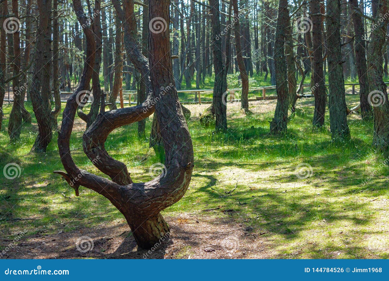Tree with a curved trunk. stock photo. Image of national - 144784526