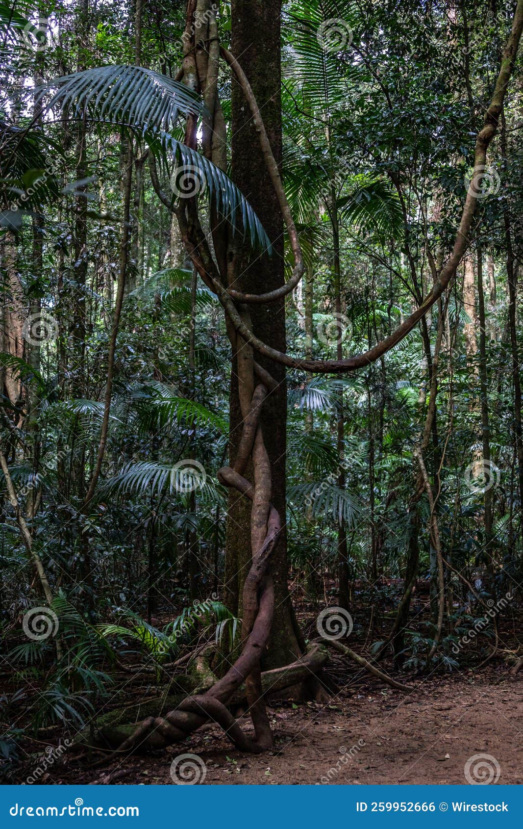 Tree with a Curvy Thin Trunk in the Beautiful Woods Stock Photo - Image ...