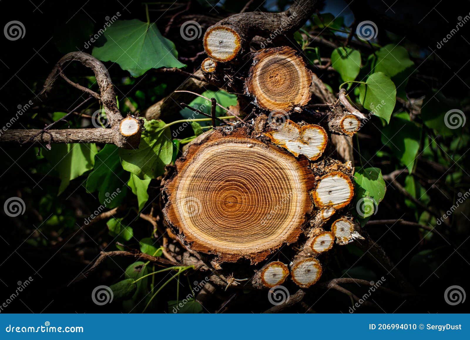 Tree cut with all veins stock photo. Image of macro - 206994010