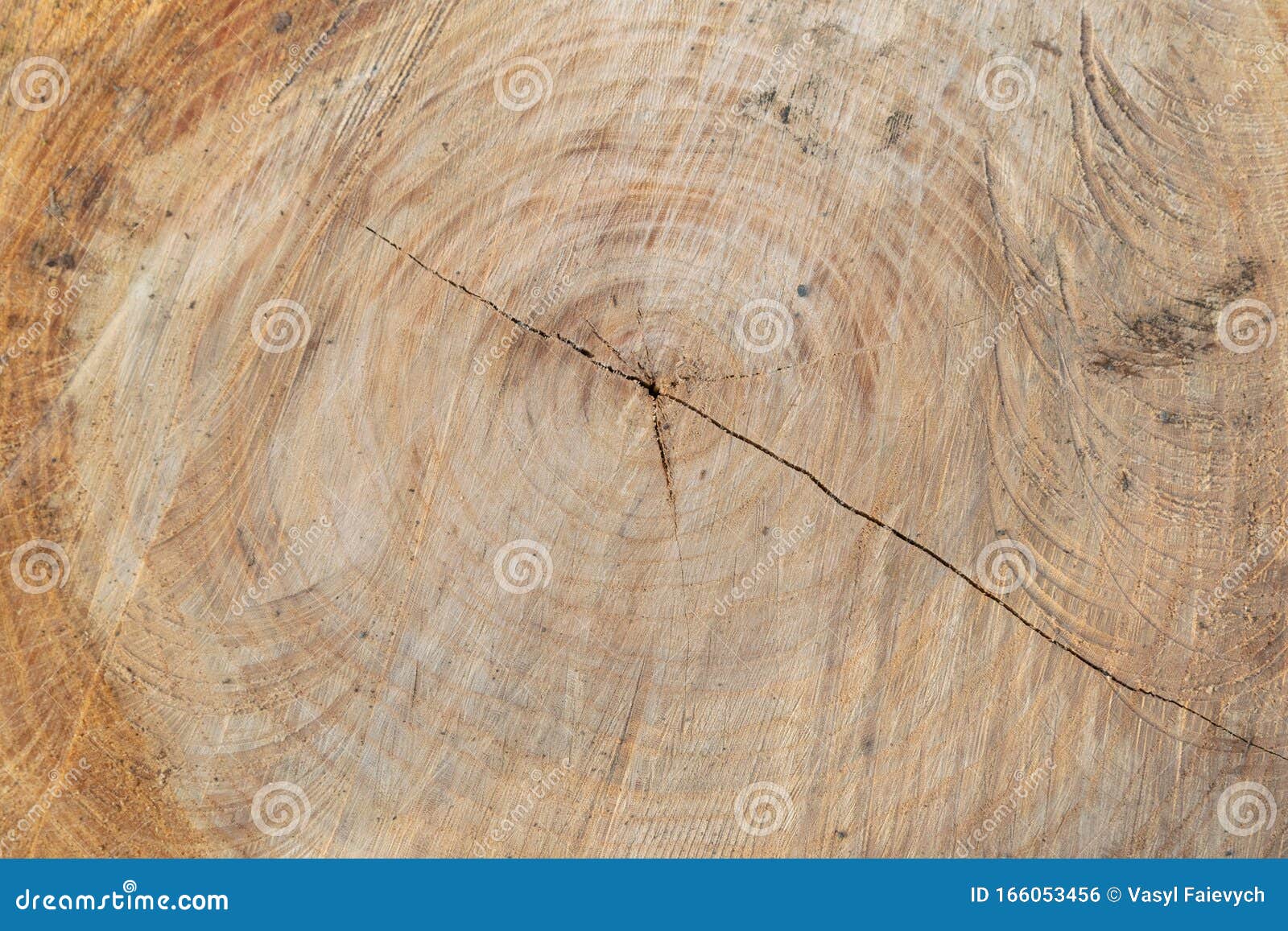 Tree Cut, Beautiful Wood Texture, Background Stock Photo - Image of ...