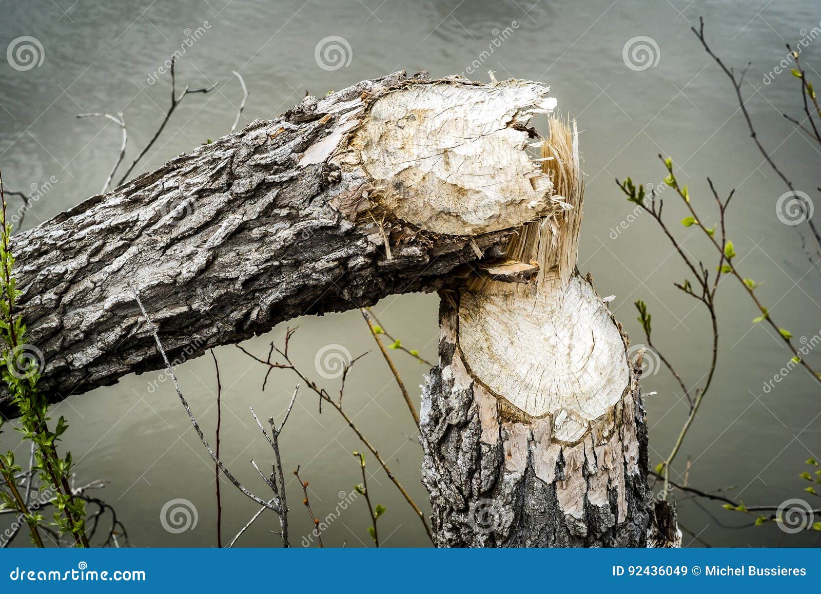 Tree cut by beaver stock image. Image of river, activity - 92436049