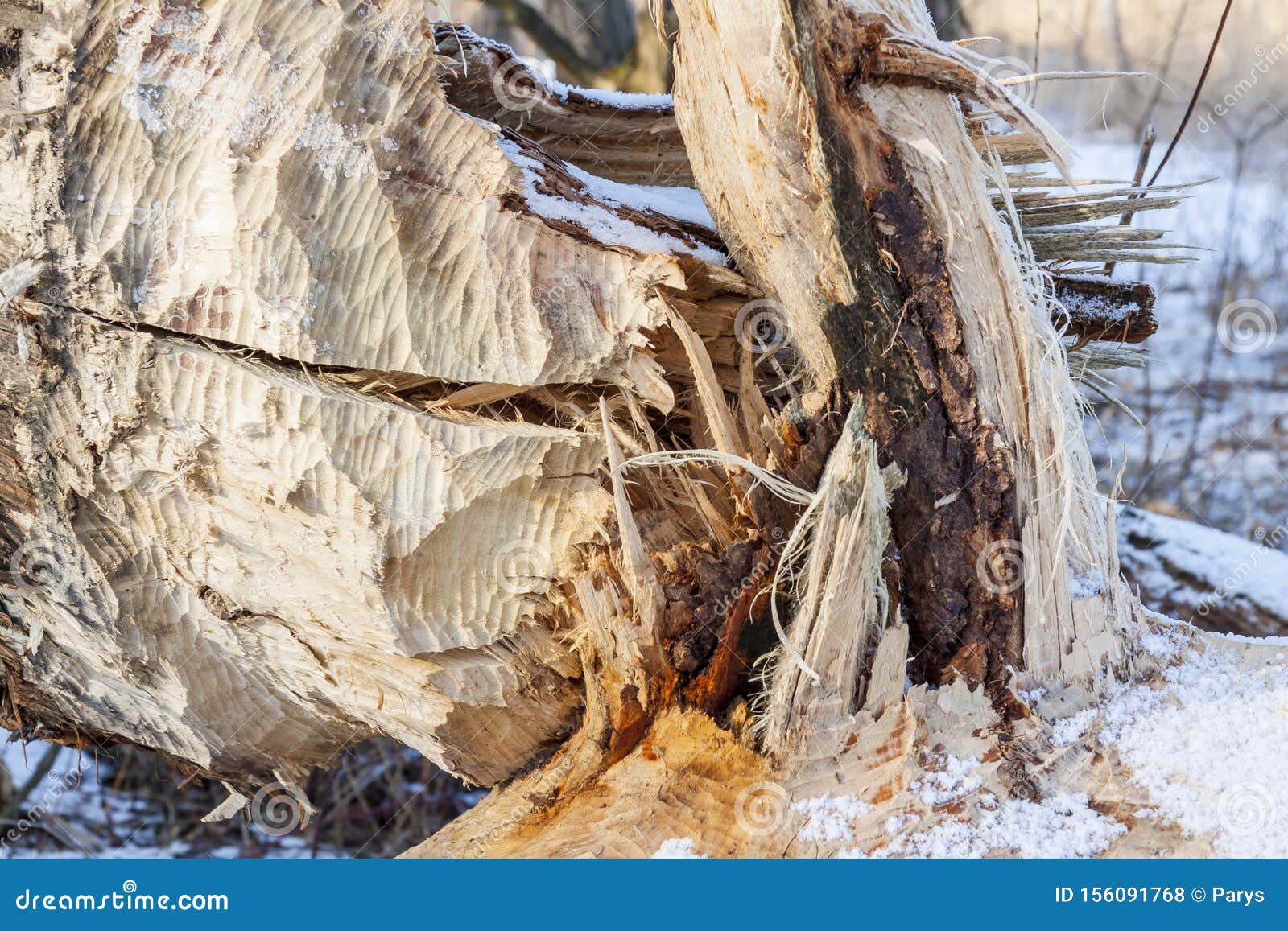 Tree Cut by Beavers - Poland Stock Photo - Image of beaver, season ...