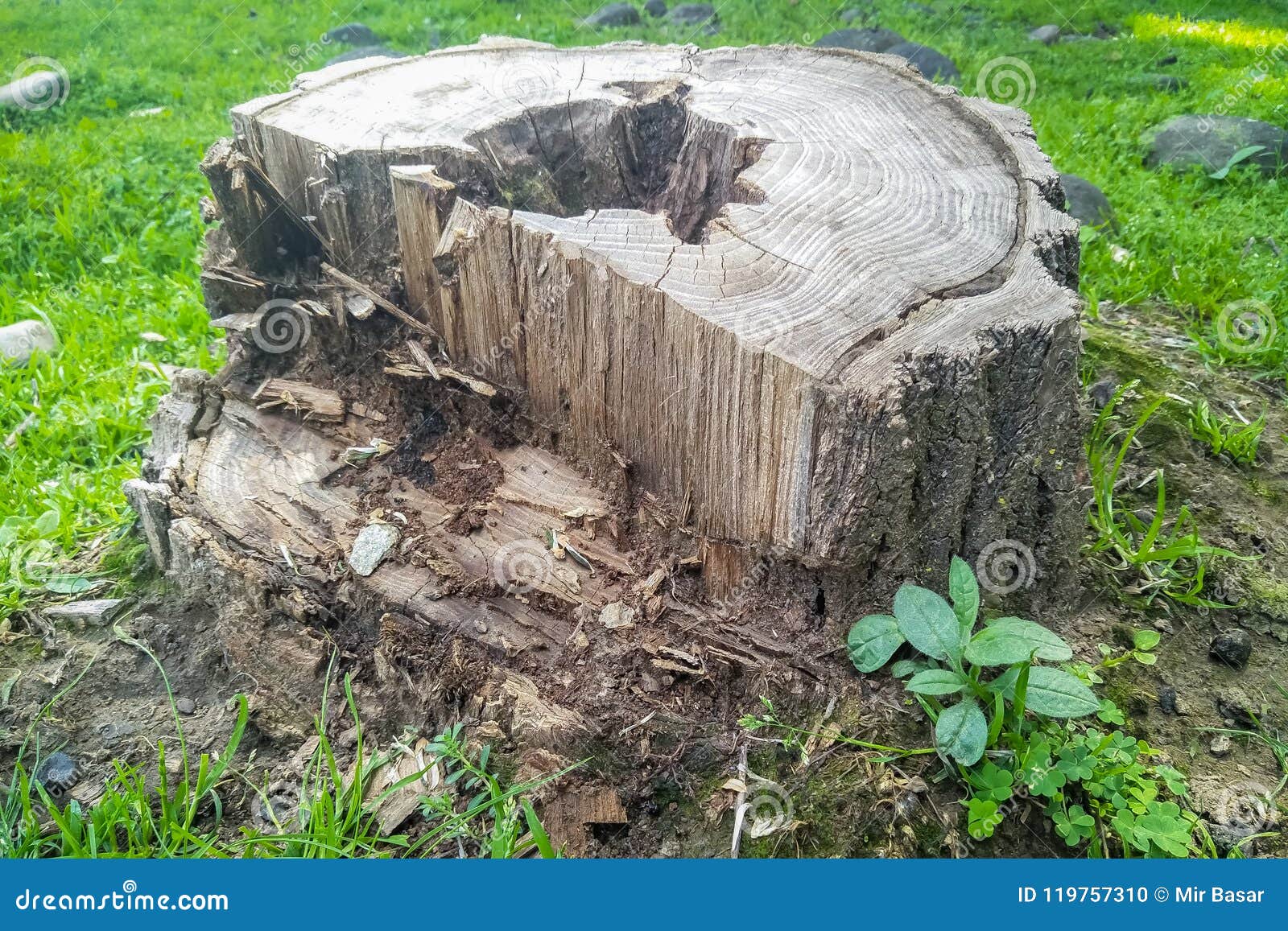 A Tree Cut at the Bottom of the Trunk, Side View of the Cut Tree Stock ...