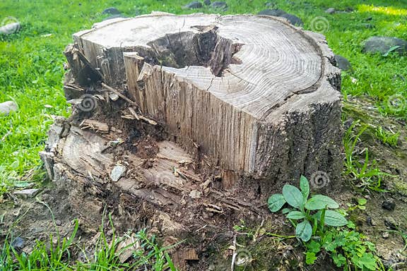 A Tree Cut at the Bottom of the Trunk, Side View of the Cut Tree Stock ...