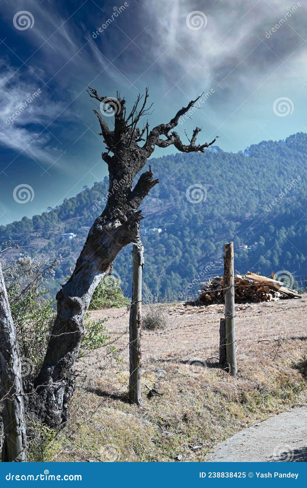 A tree cut from a branch stock image. Image of natural - 238838425