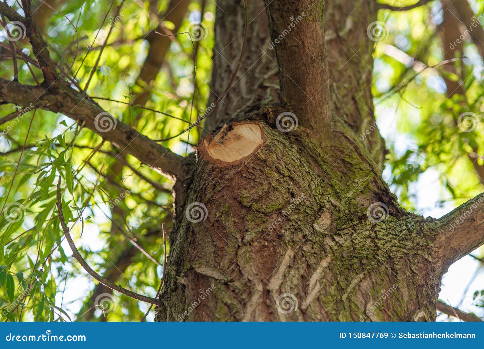 Tree with cut of branch stock image. Image of stubs - 150847769