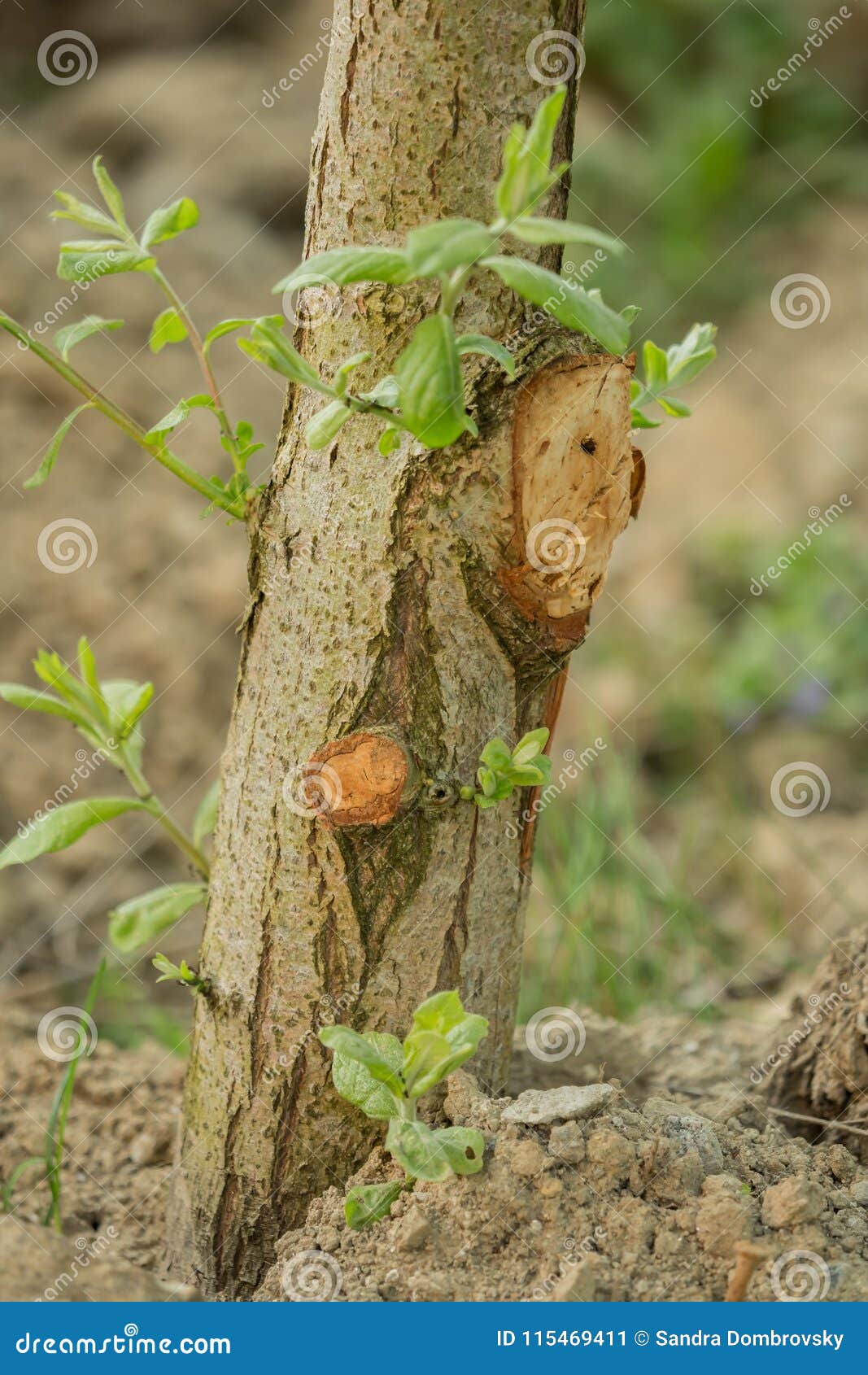 A Tree with Cut Branches in the Garden Stock Image - Image of safety ...