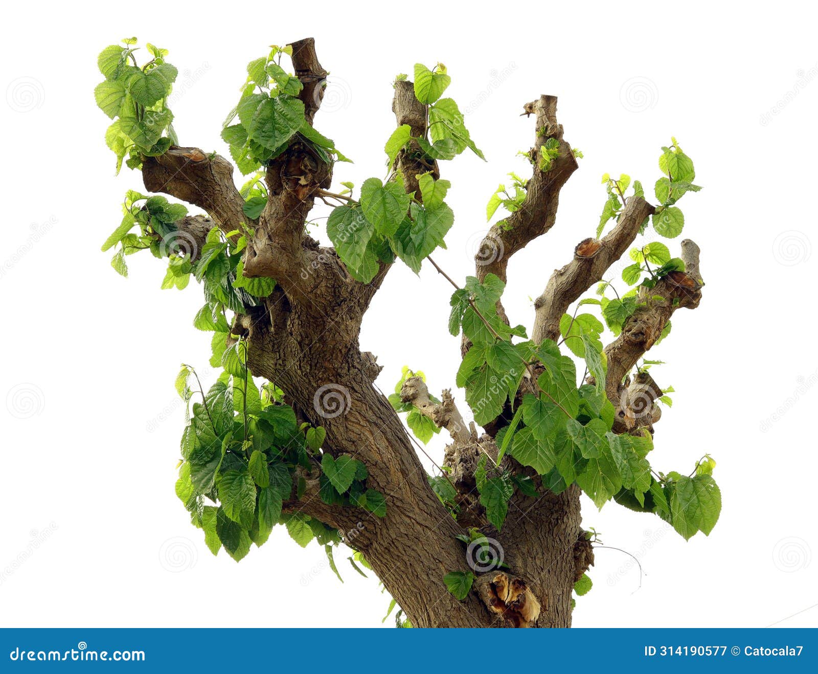 Tree with Cut Branches and Large Young Fresh Light Green Leaves ...