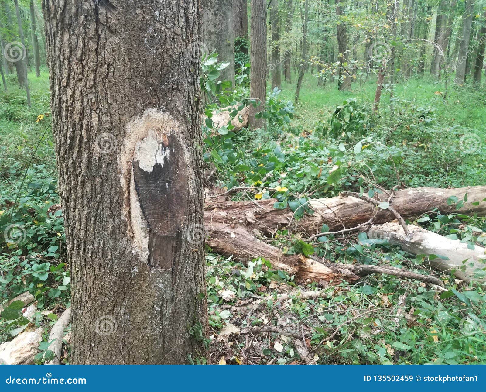 Tree with Cut or Broken Branch on Ground with Green Plants Stock Image ...