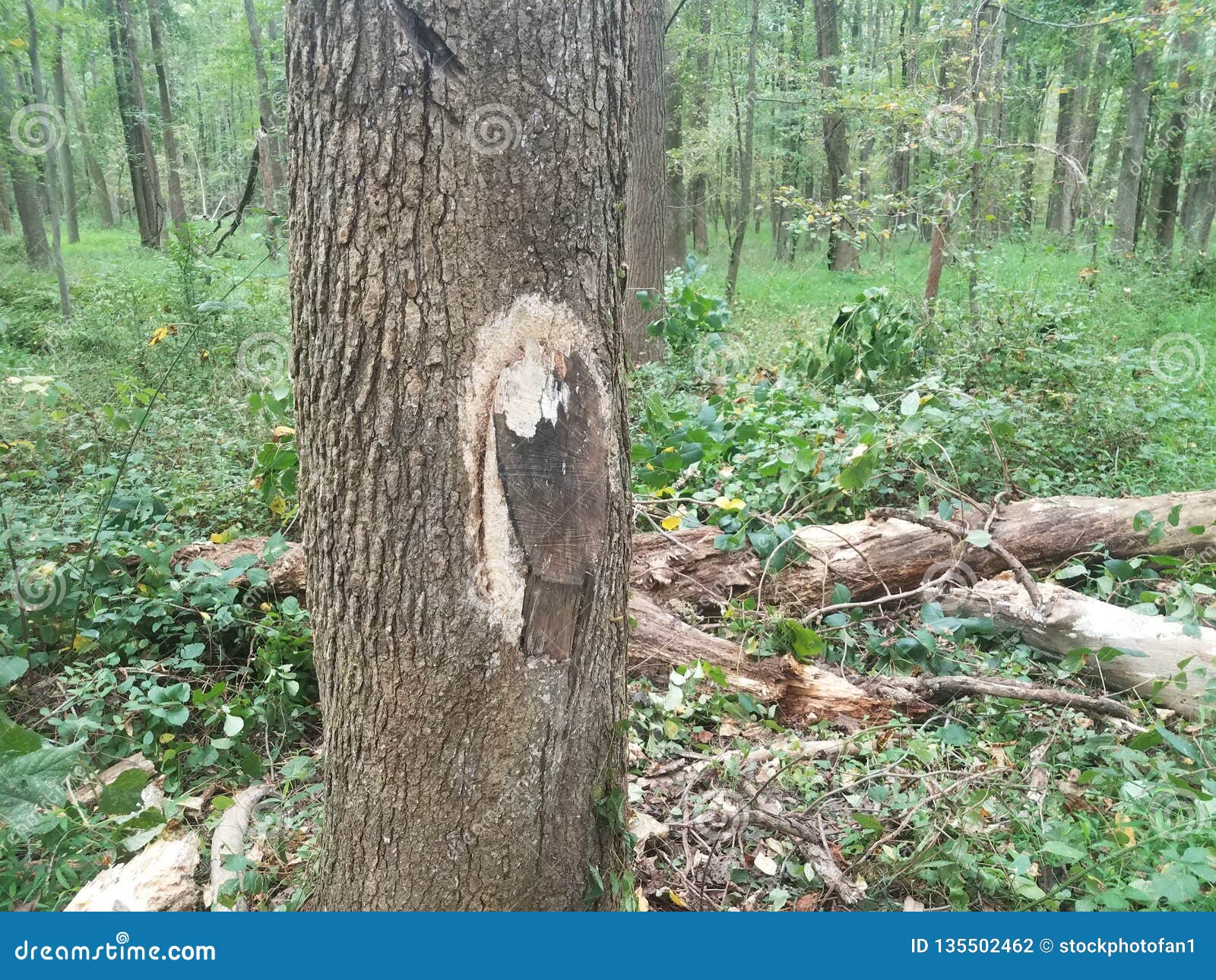Tree with Cut or Broken Branch on Ground with Green Plants Stock Photo ...