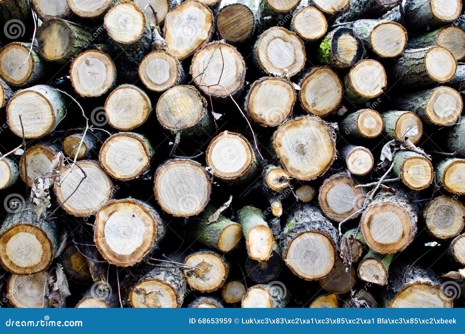 Tree cut stock image. Image of board, grunge, industry - 68653959