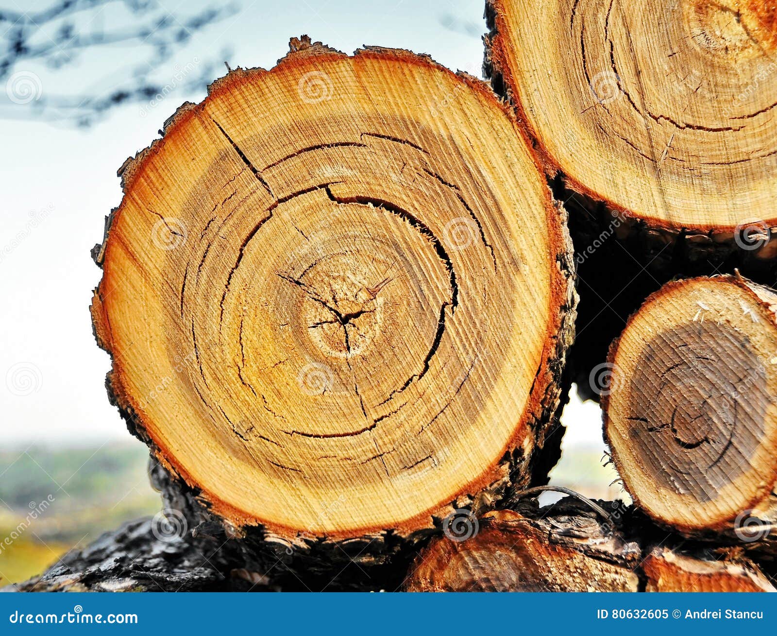 Tree cut stock image. Image of grunge, natural, macro - 80632605